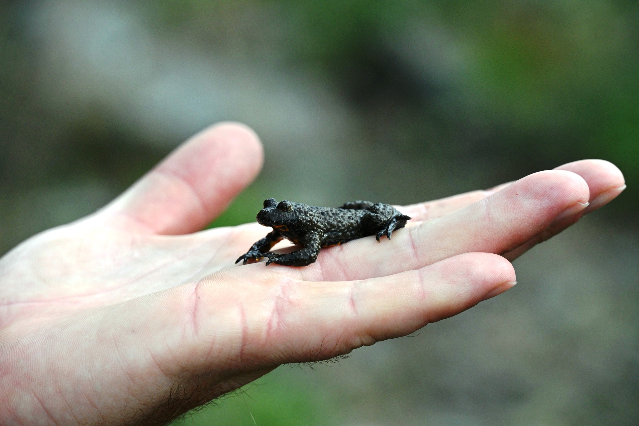 (FOTO) Istraživači proučavaju Ozren: Zajedno za zaštitu i očuvanje ...
