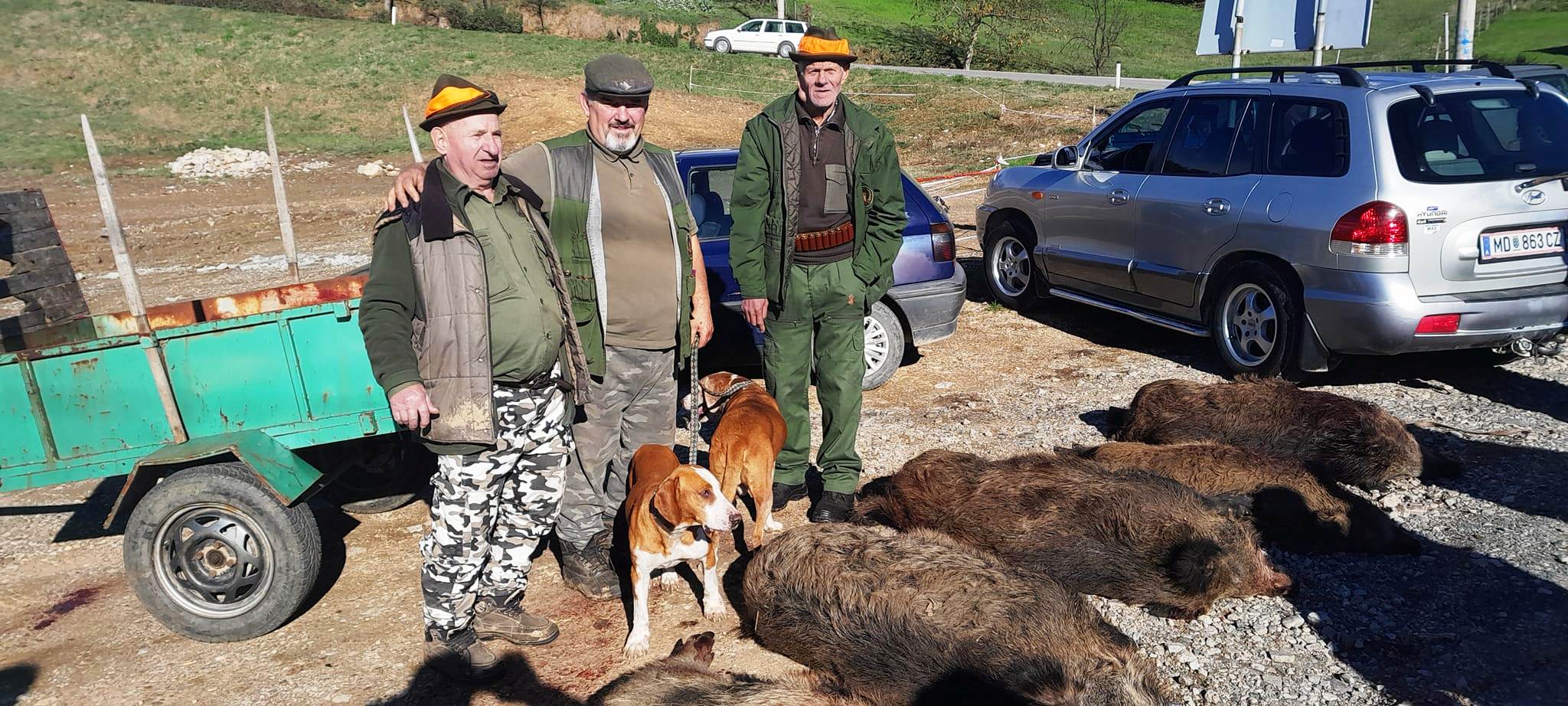 Poljoprivrednici očajni: Divlje svinje opušteno hodaju po selima u TK - balans.co.ba